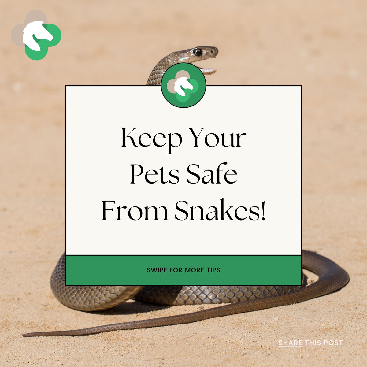 How to keep your pets safe from snakes! — EquinePlus Supplies