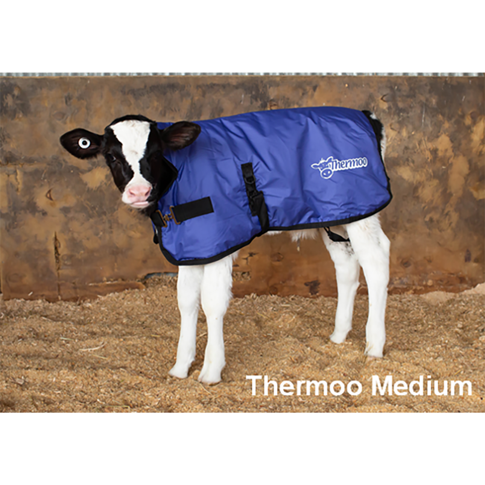 Antahi Thermoo Medium — EquinePlus Supplies